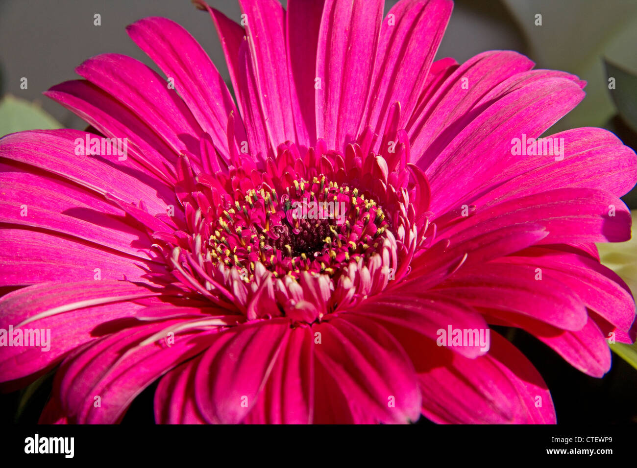 Single Pink Gerber daisy Stock Photo - Alamy