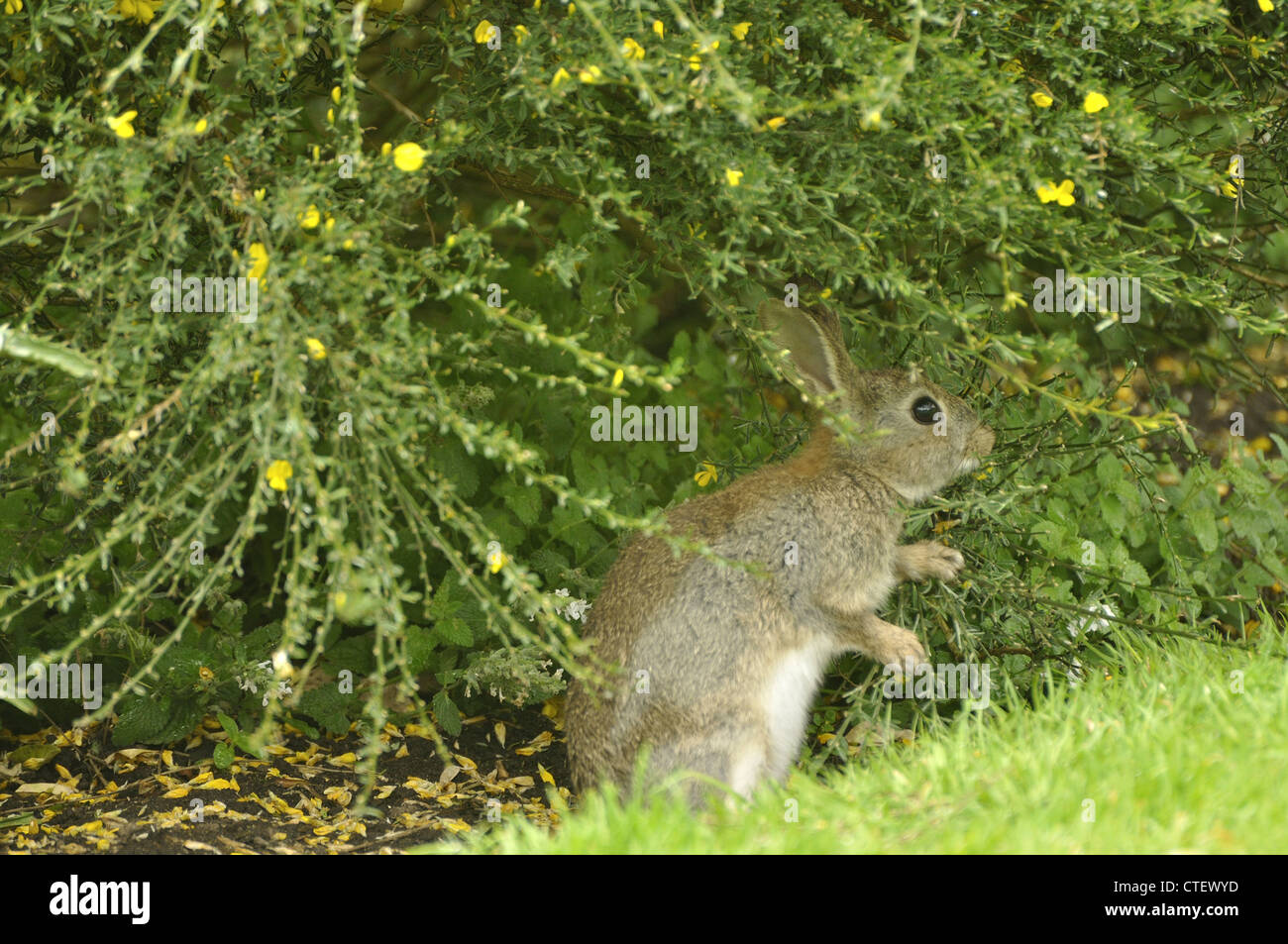 Rabbit bush hi-res stock photography and images - Alamy