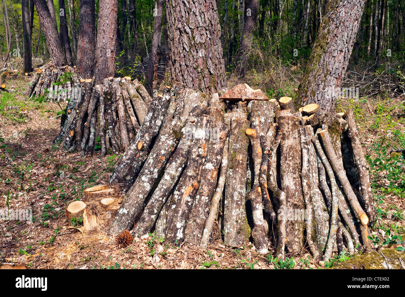 Stacks of Oak logs and branches drying for firewood - France Stock ...