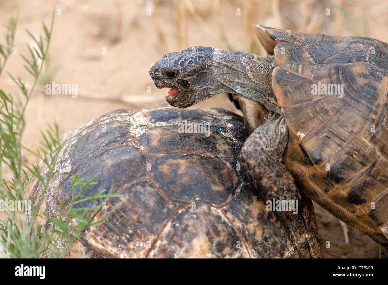 Mediterranean tortoise testudo graeca pallasi removed at the sand dunes ...