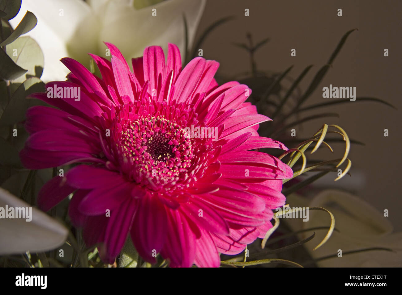 Single Pink gerber daisy Stock Photo - Alamy