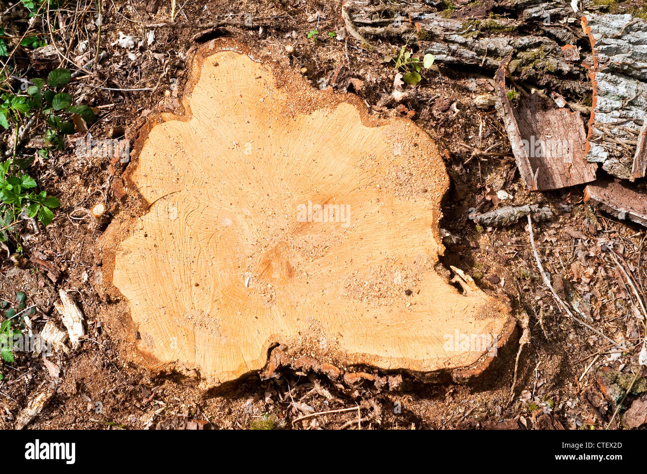 Oak tree stump hi-res stock photography and images - Alamy