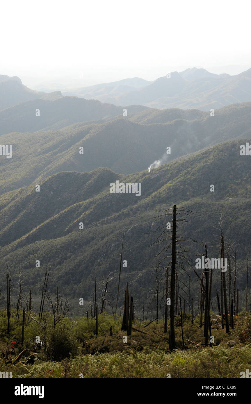 A forest fire burns on Mount Lemmon, Santa Catalina Mountains, Coronado ...