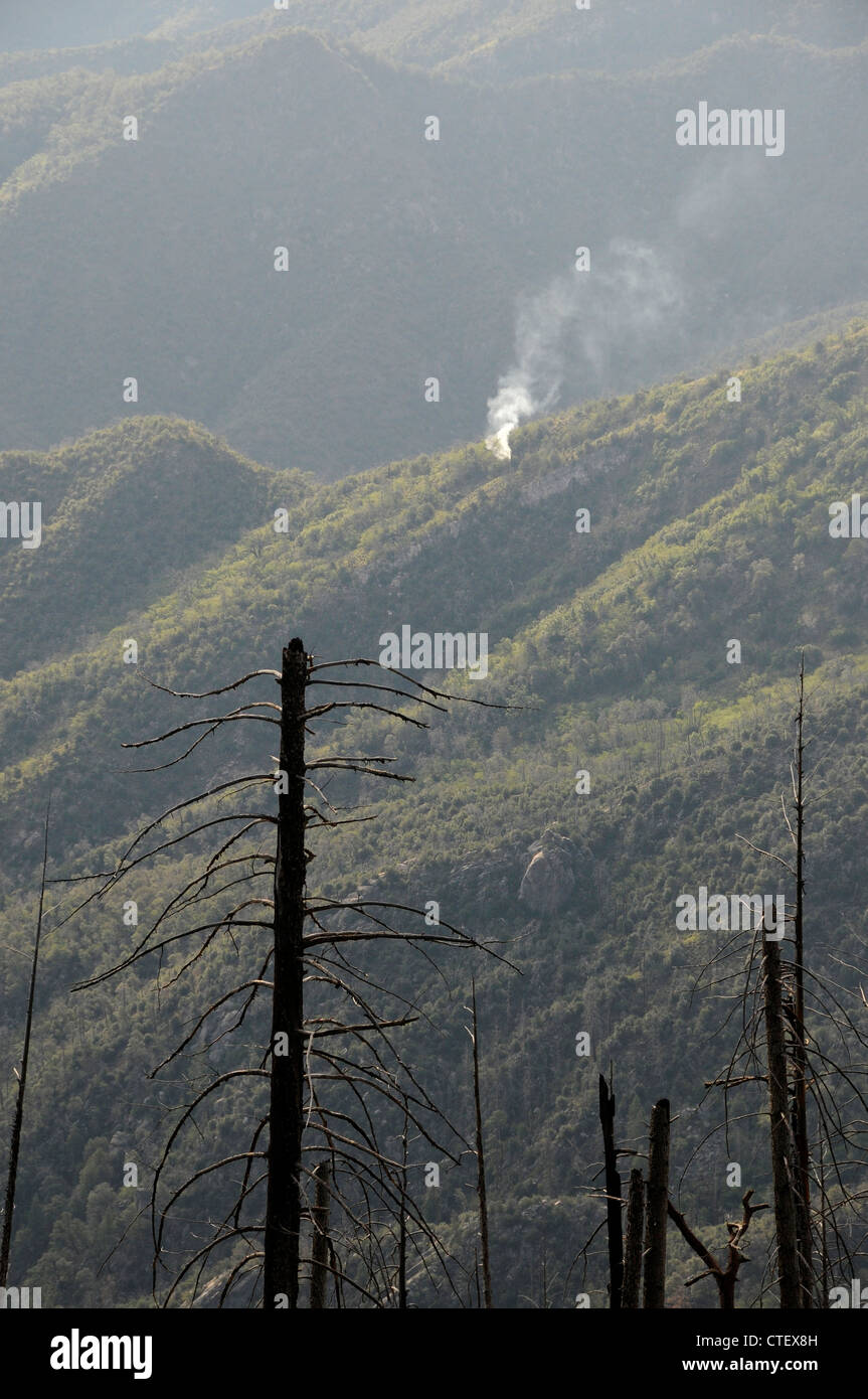 A forest fire burns on Mount Lemmon, Santa Catalina Mountains, Coronado ...