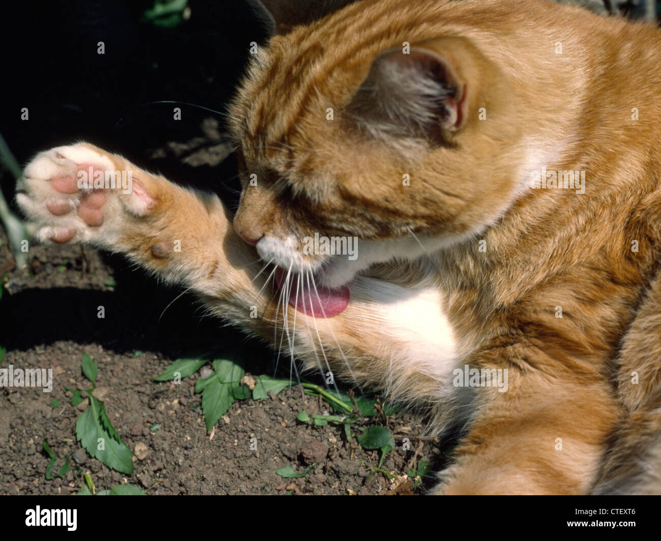 Ginger cat grooming it's leg Stock Photo - Alamy