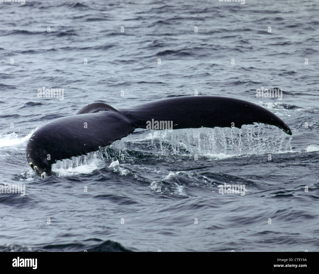 Tail humpback whale in hi-res stock photography and images - Alamy