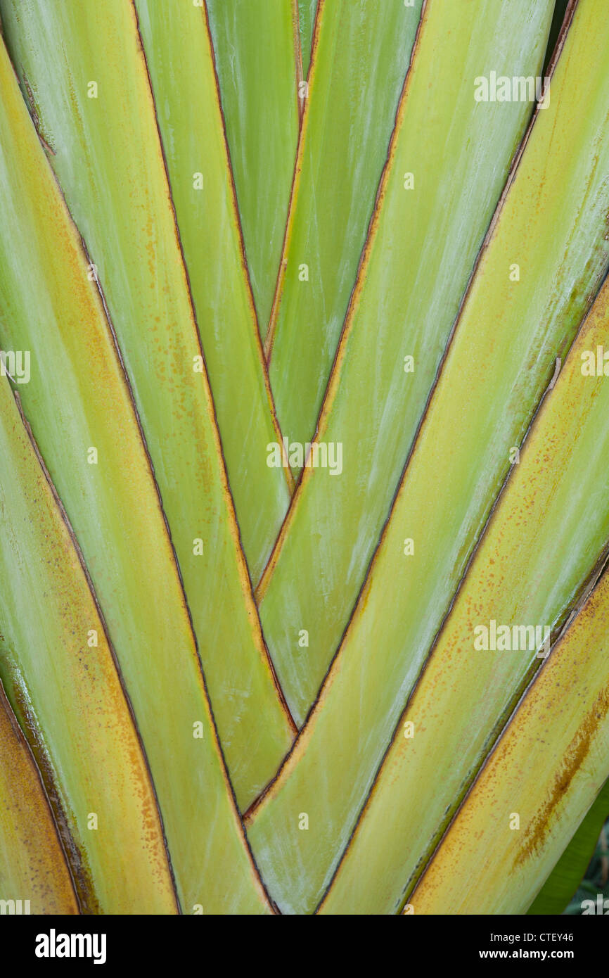 USA, Florida, Palm tree leaves structure Stock Photo - Alamy