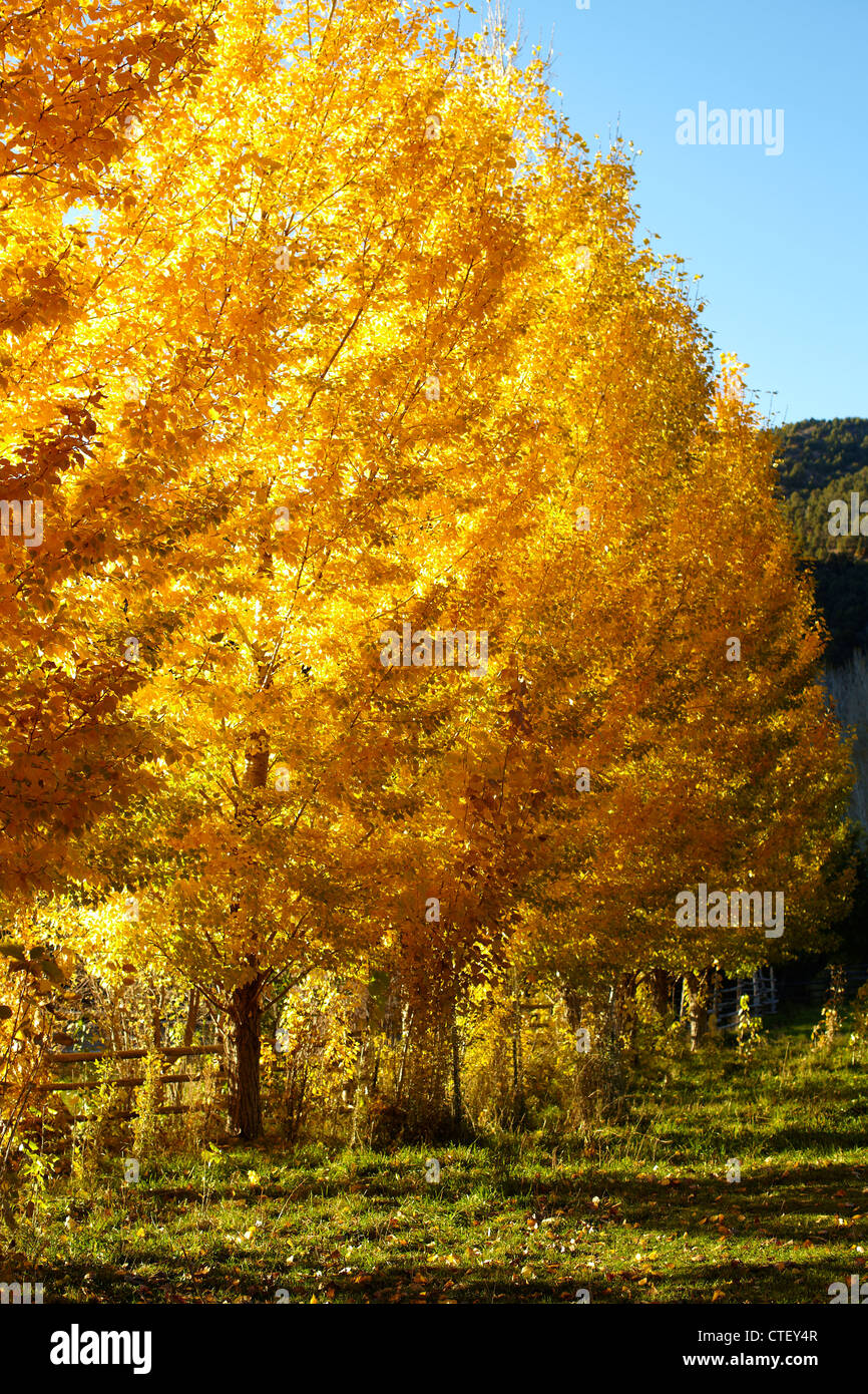 USA, Colorado, Trees in autumn foliage Stock Photo - Alamy