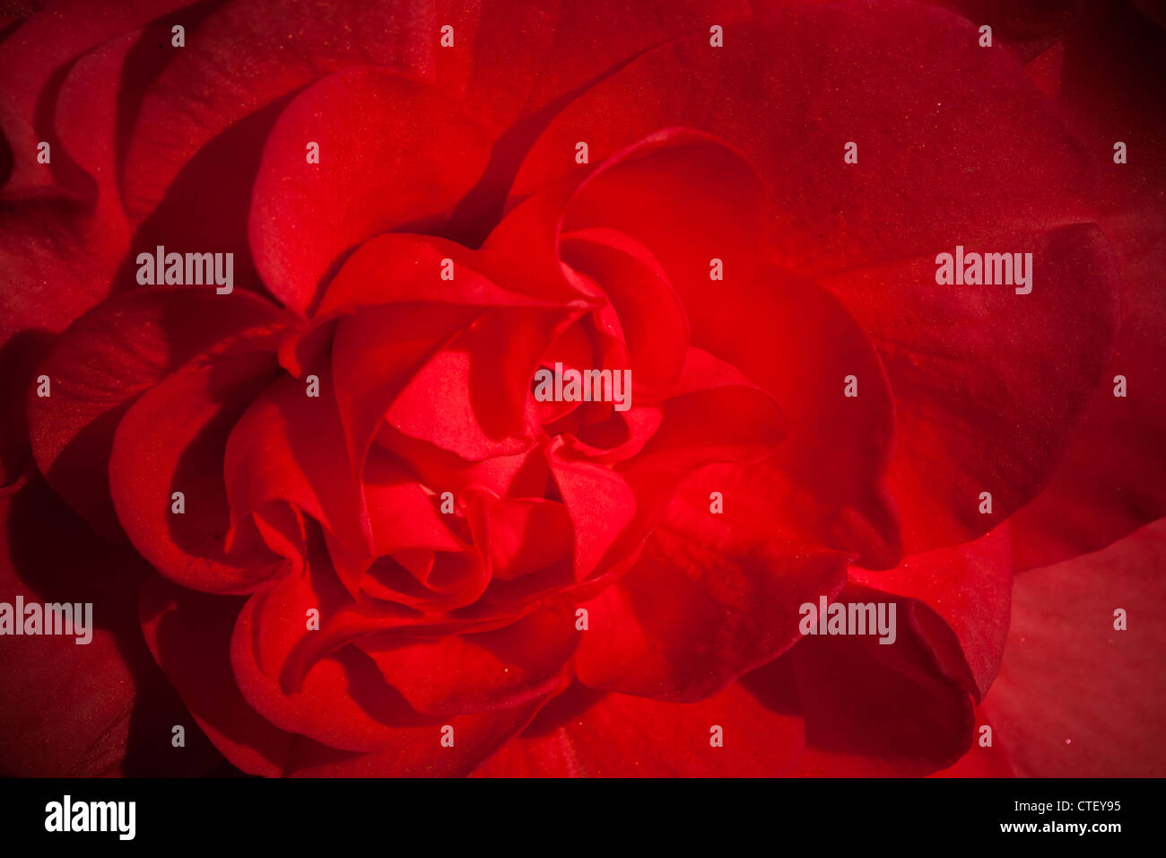 Red rose flower close-up photo with shallow depth of field Stock Photo ...