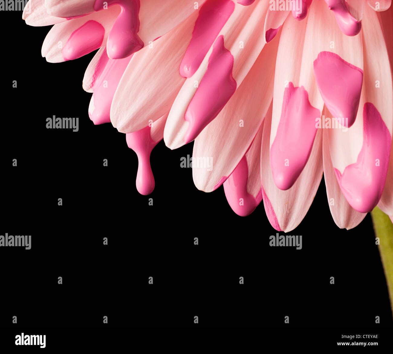 Lehi utah flower hi-res stock photography and images - Alamy