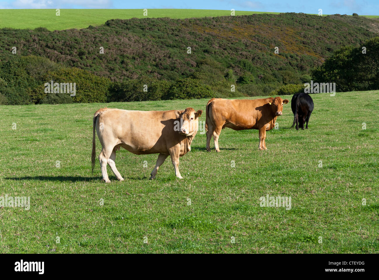 cows on the lawn in Port Isaac in Cornwall Stock Photo - Alamy