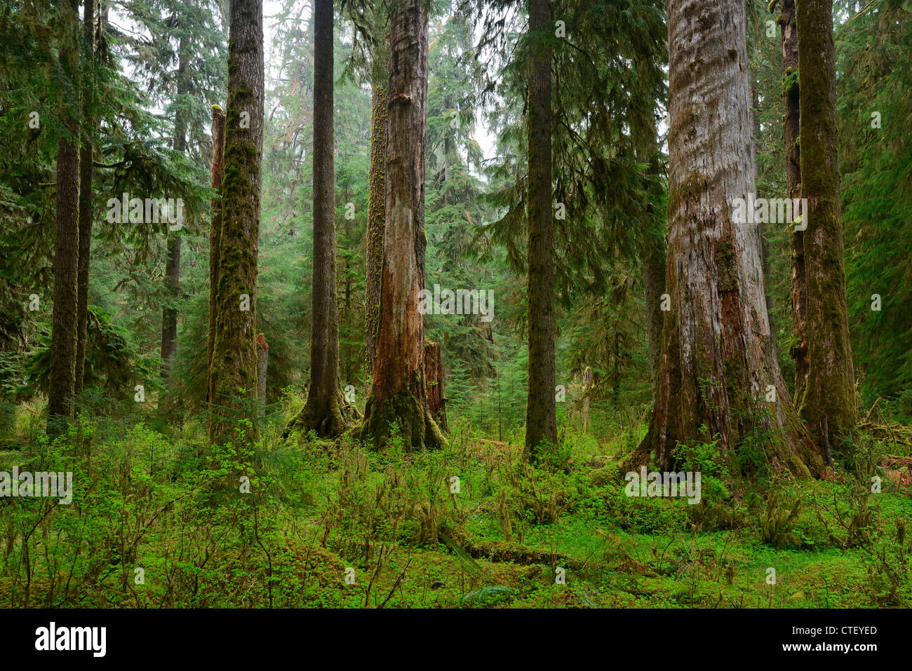 USA, Washington, Olympic National Park, Old trees in forest Stock Photo ...
