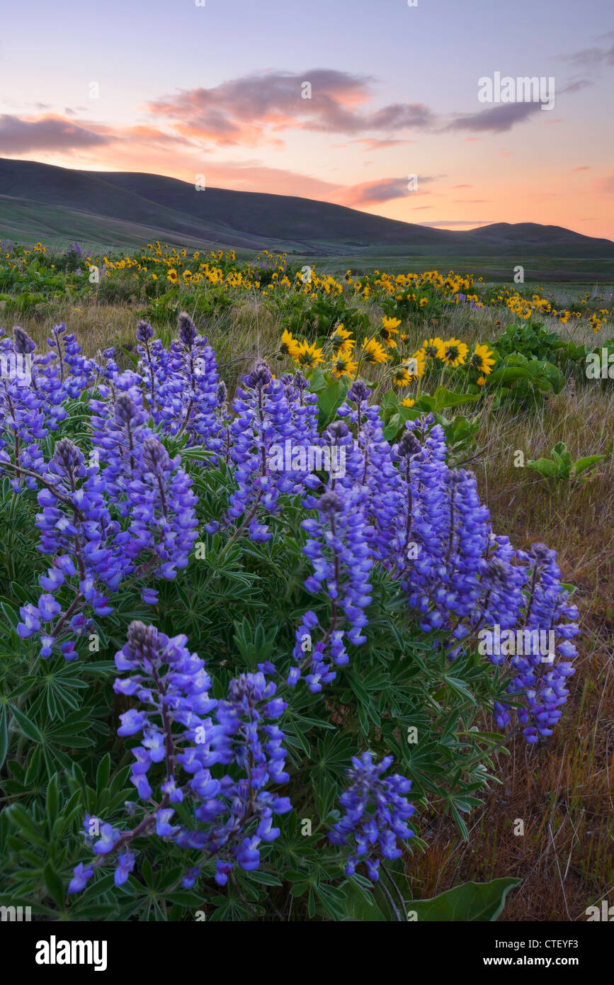 USA, Washington, Dalles Mountain State Park, Landscape with lupine ...