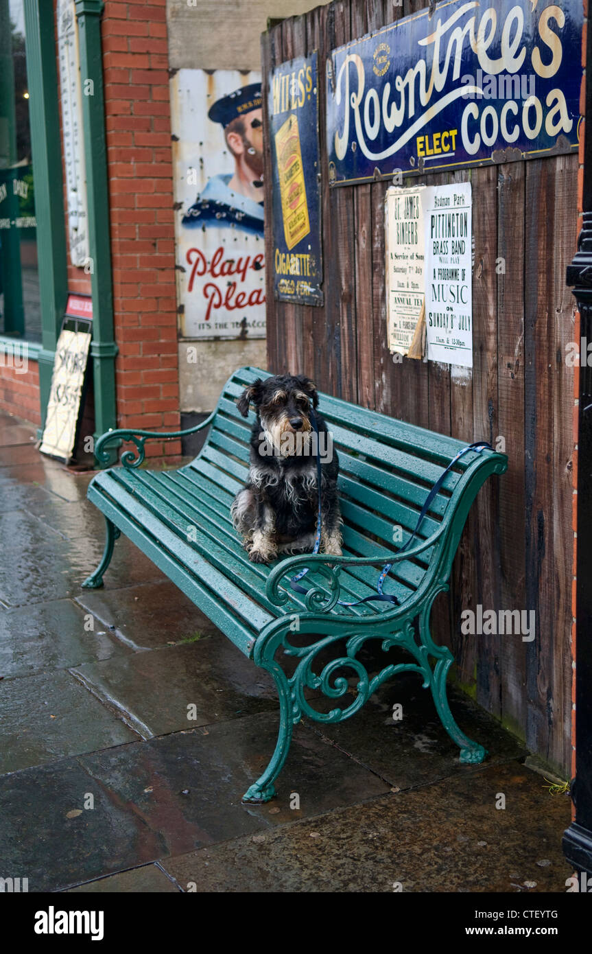 "Waiting for his master Stock Photo - Alamy