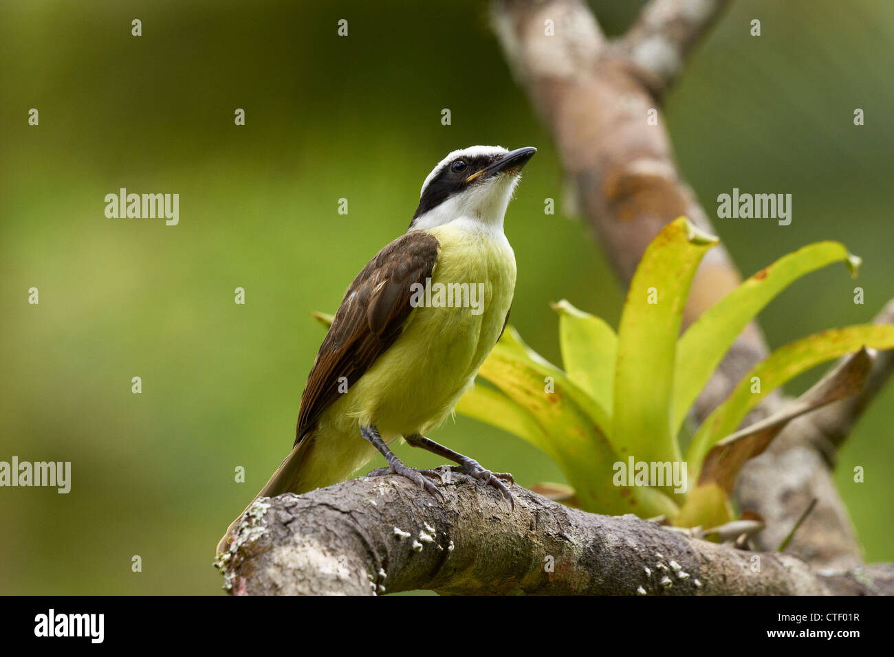 Kiskadee flycatcher hi-res stock photography and images - Alamy