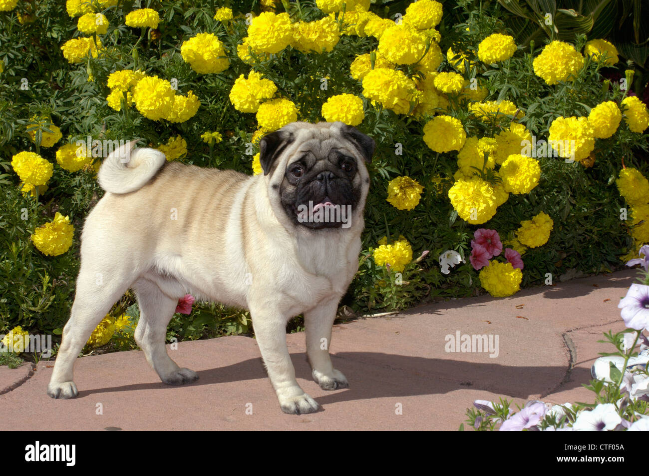 Canine pug hi-res stock photography and images - Alamy