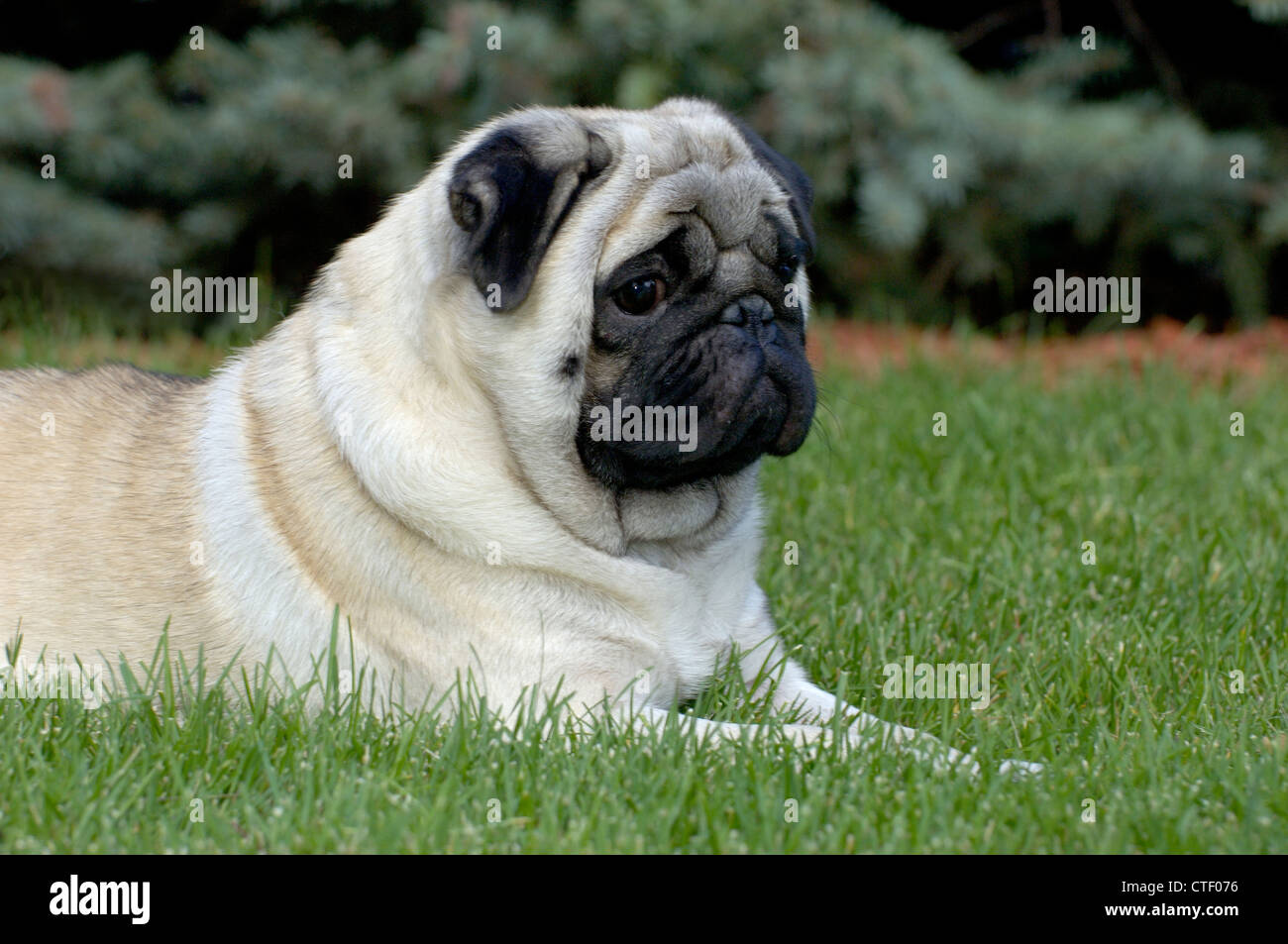 Pug lying down in grass Stock Photo - Alamy