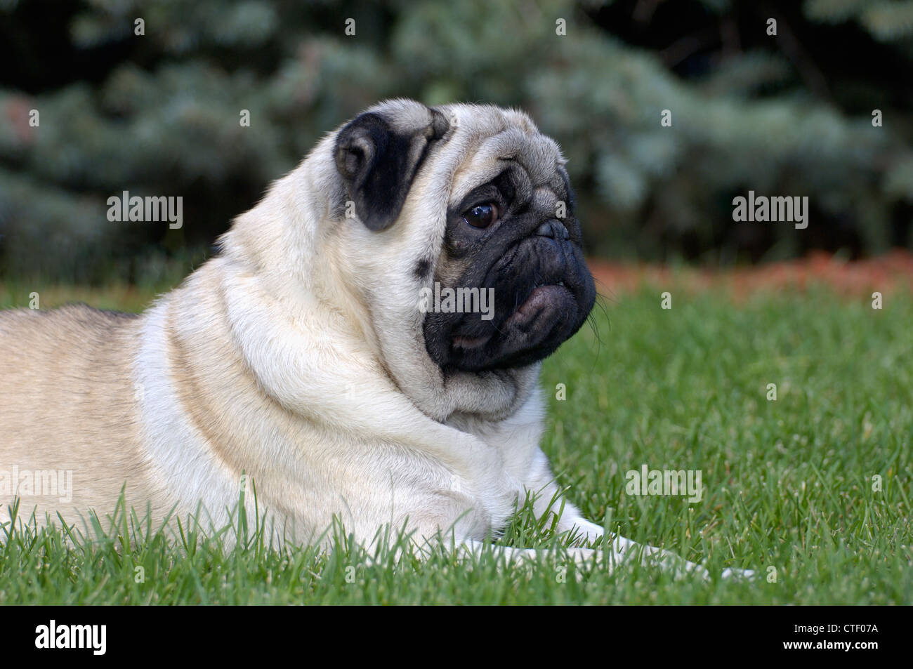 Pug lying down in grass Stock Photo - Alamy