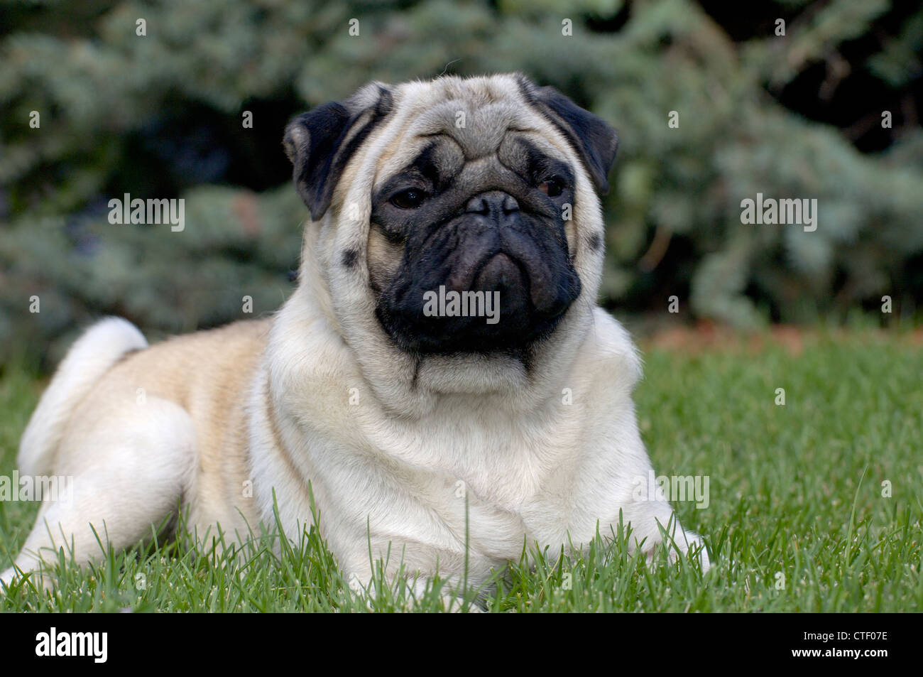 Pug lying down in grass Stock Photo - Alamy