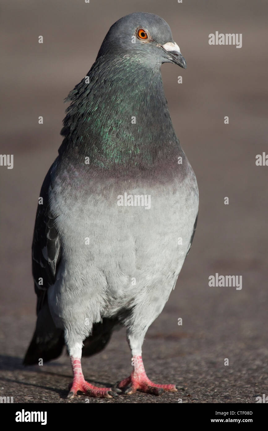 Male rock pigeon hi-res stock photography and images - Alamy