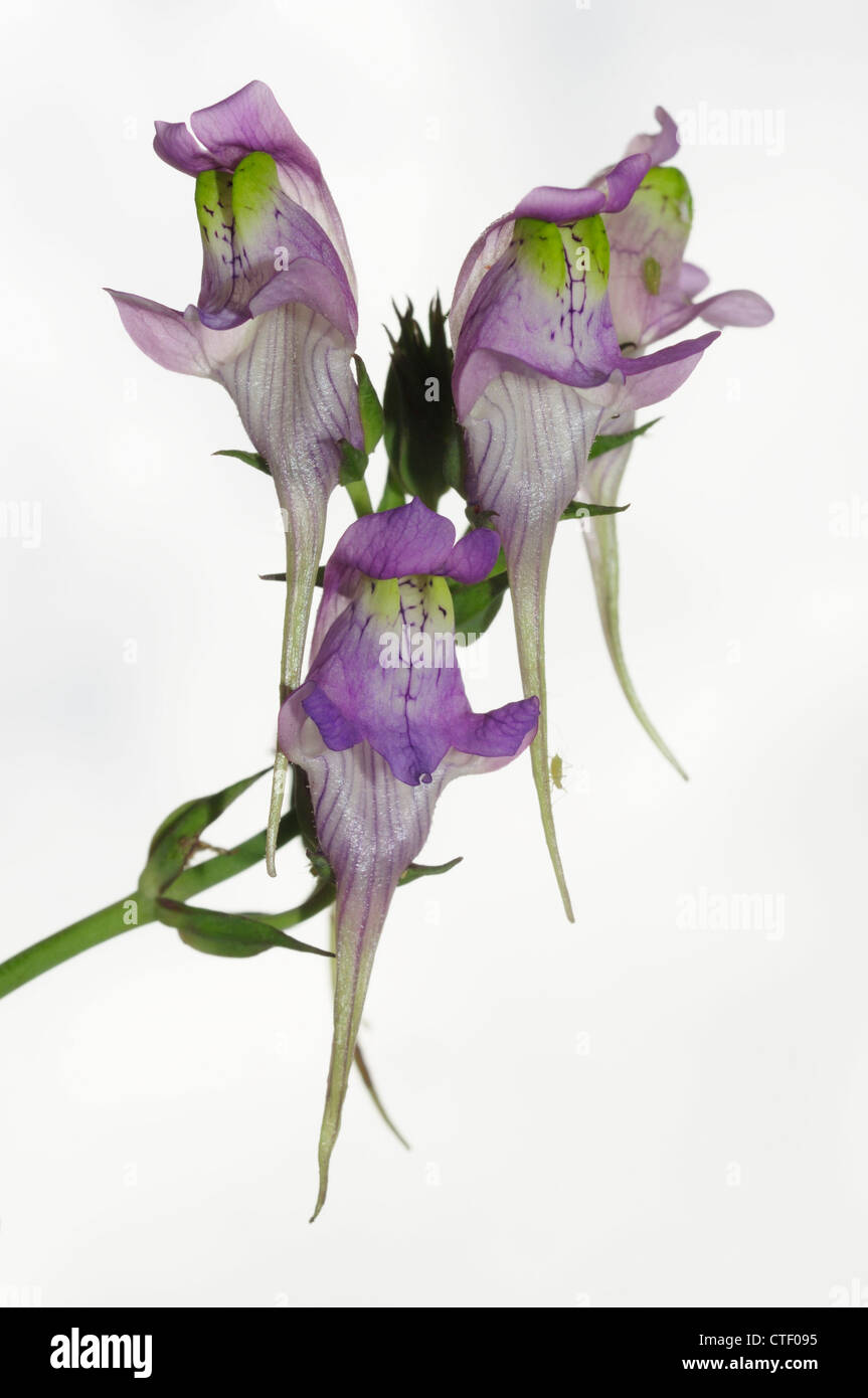 Three Bird Toadflax (Linaria triornithophora Stock Photo - Alamy