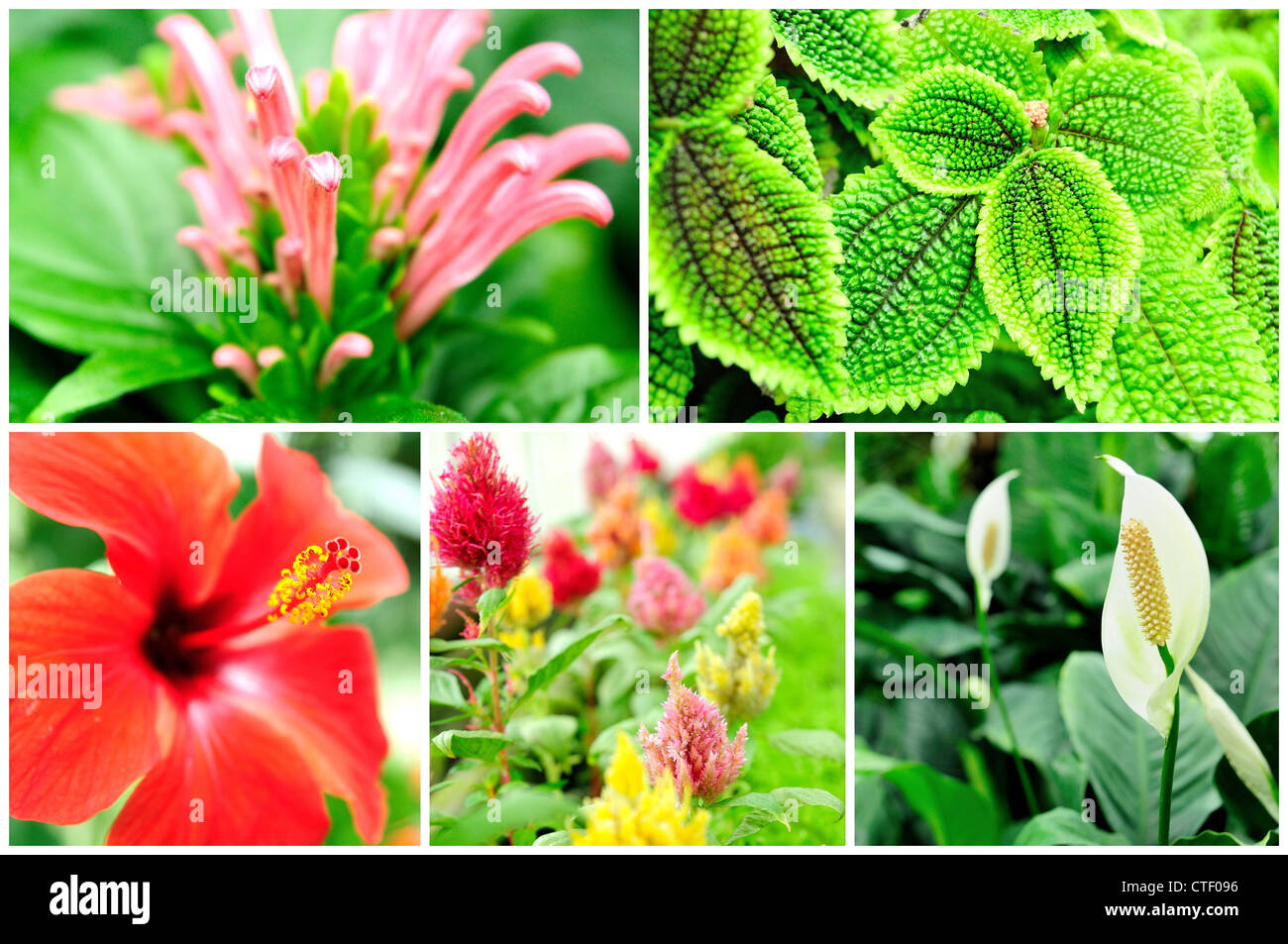 Flower collage hi-res stock photography and images - Alamy