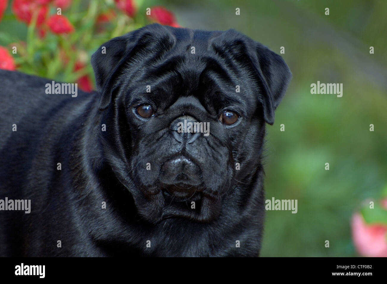 Black pug-head shot Stock Photo - Alamy