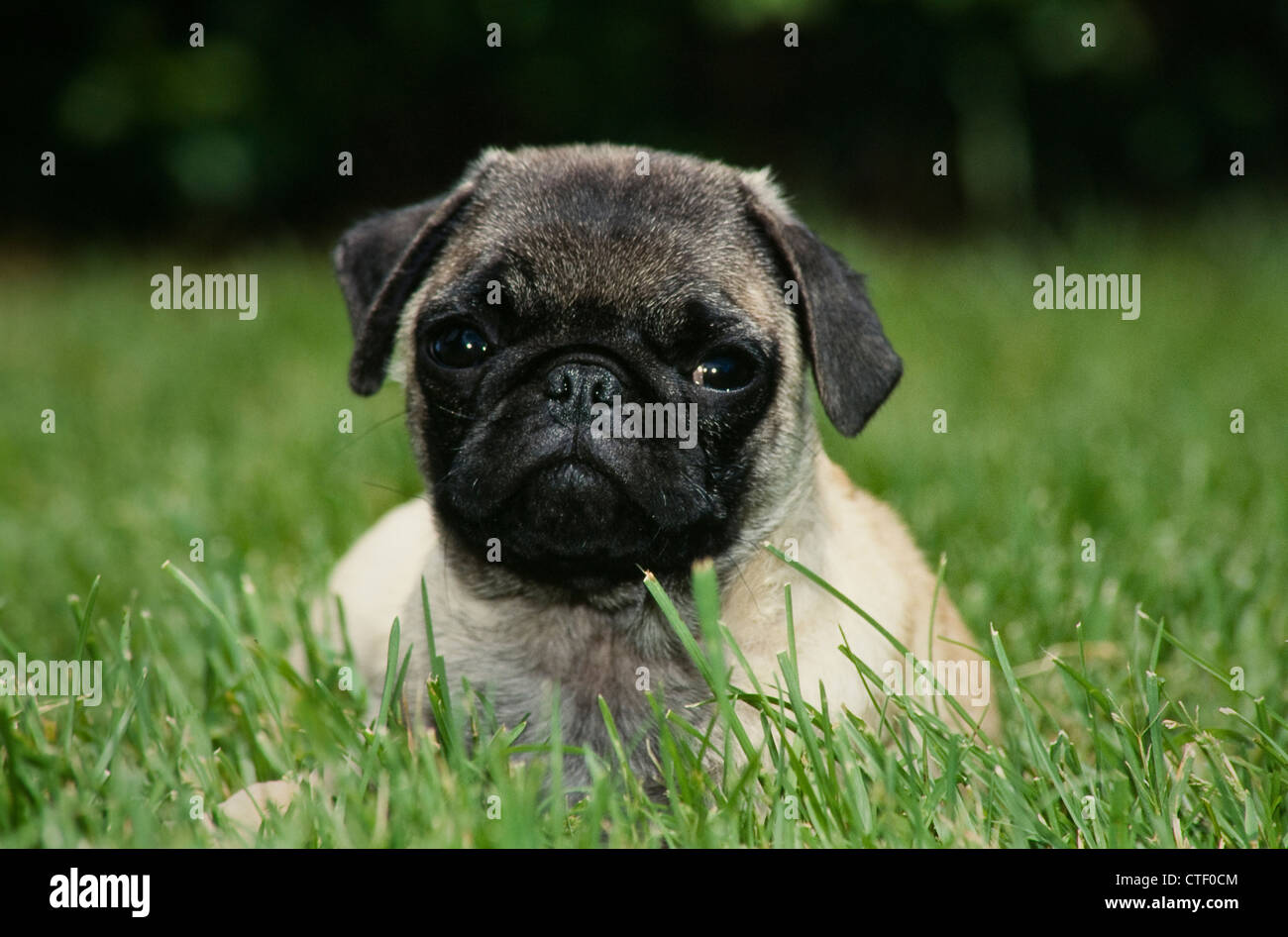 What Shots Do Pug Puppies Need