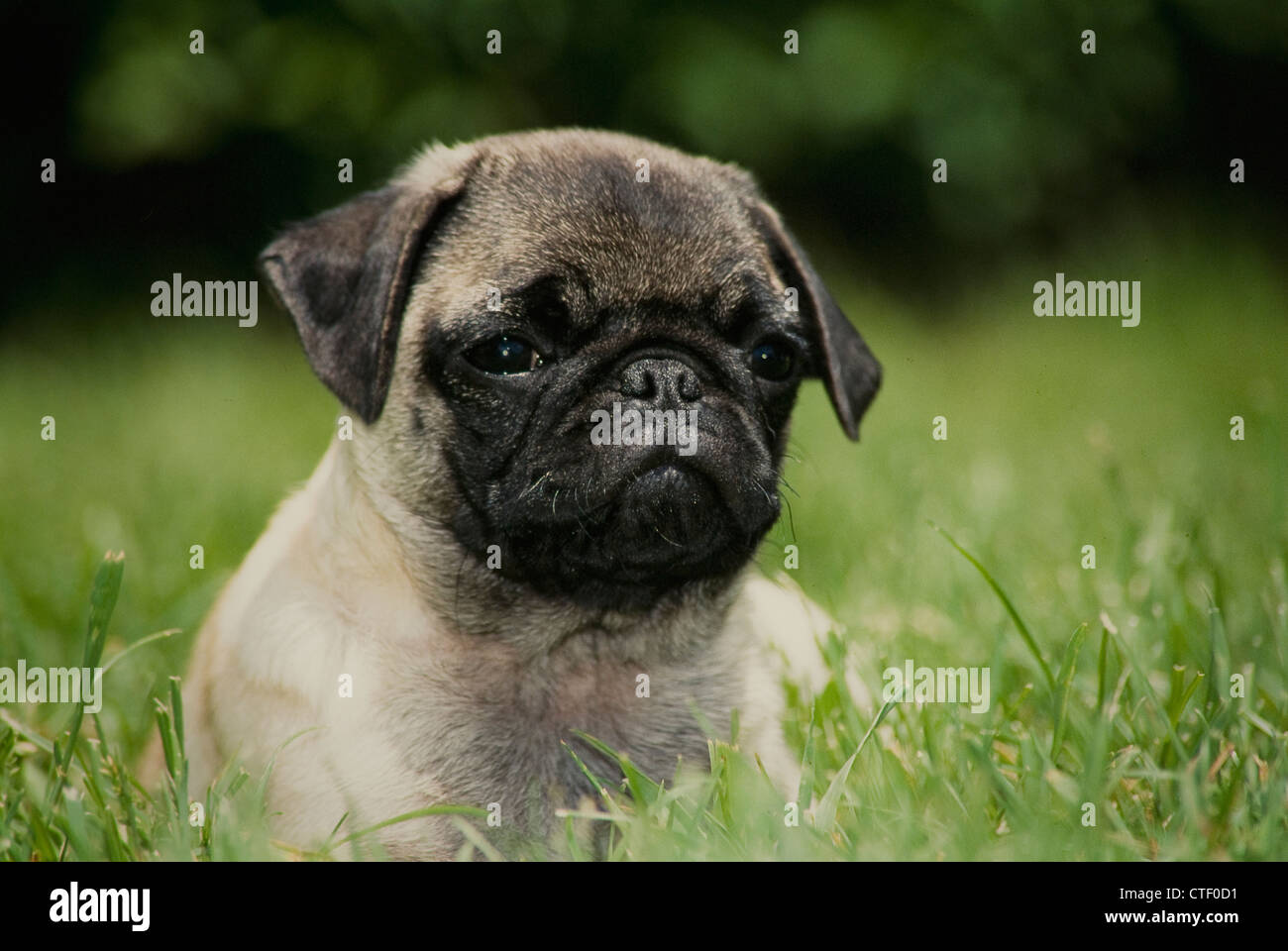 Pug puppy hi-res stock photography and images - Alamy