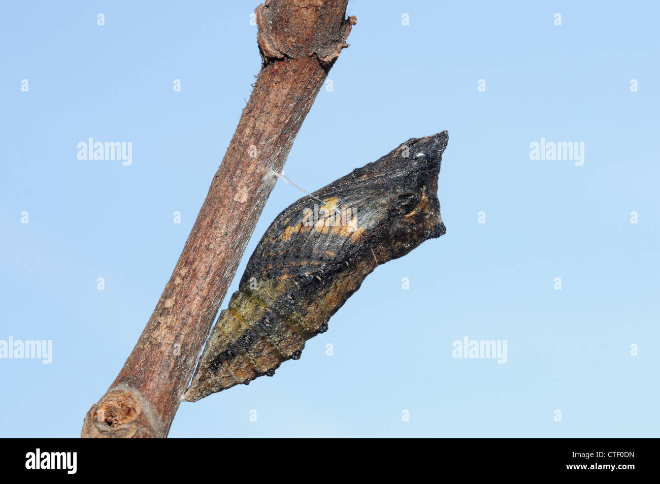 Swallowtail butterfly Chrysalis hanging from a plant stem. Papilio ...