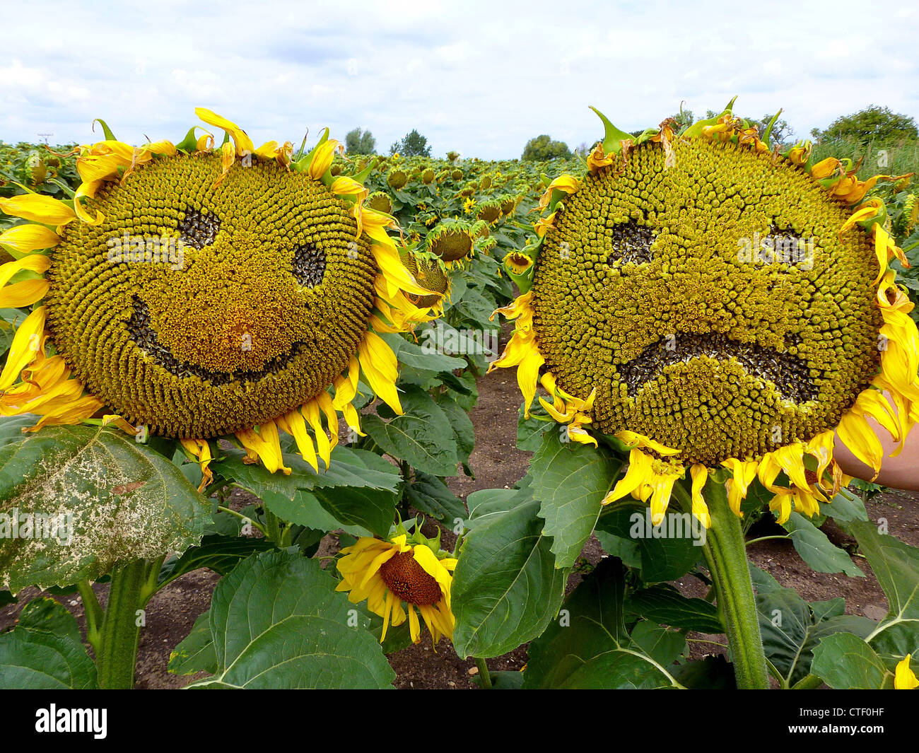 Funny sunflowers hi-res stock photography and images - Alamy