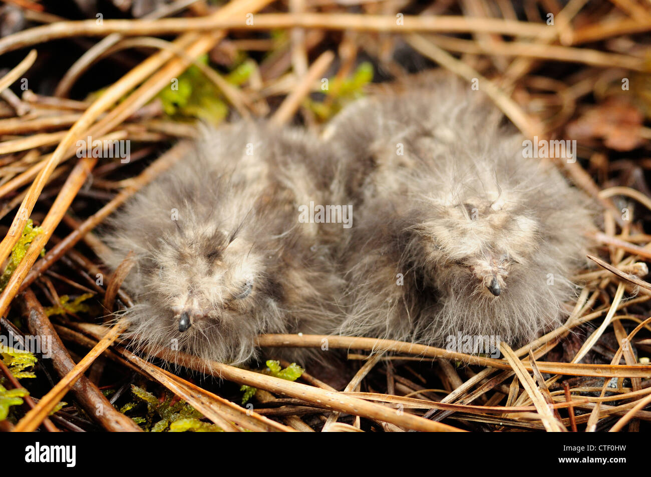Ground nesting nightjar hi-res stock photography and images - Alamy