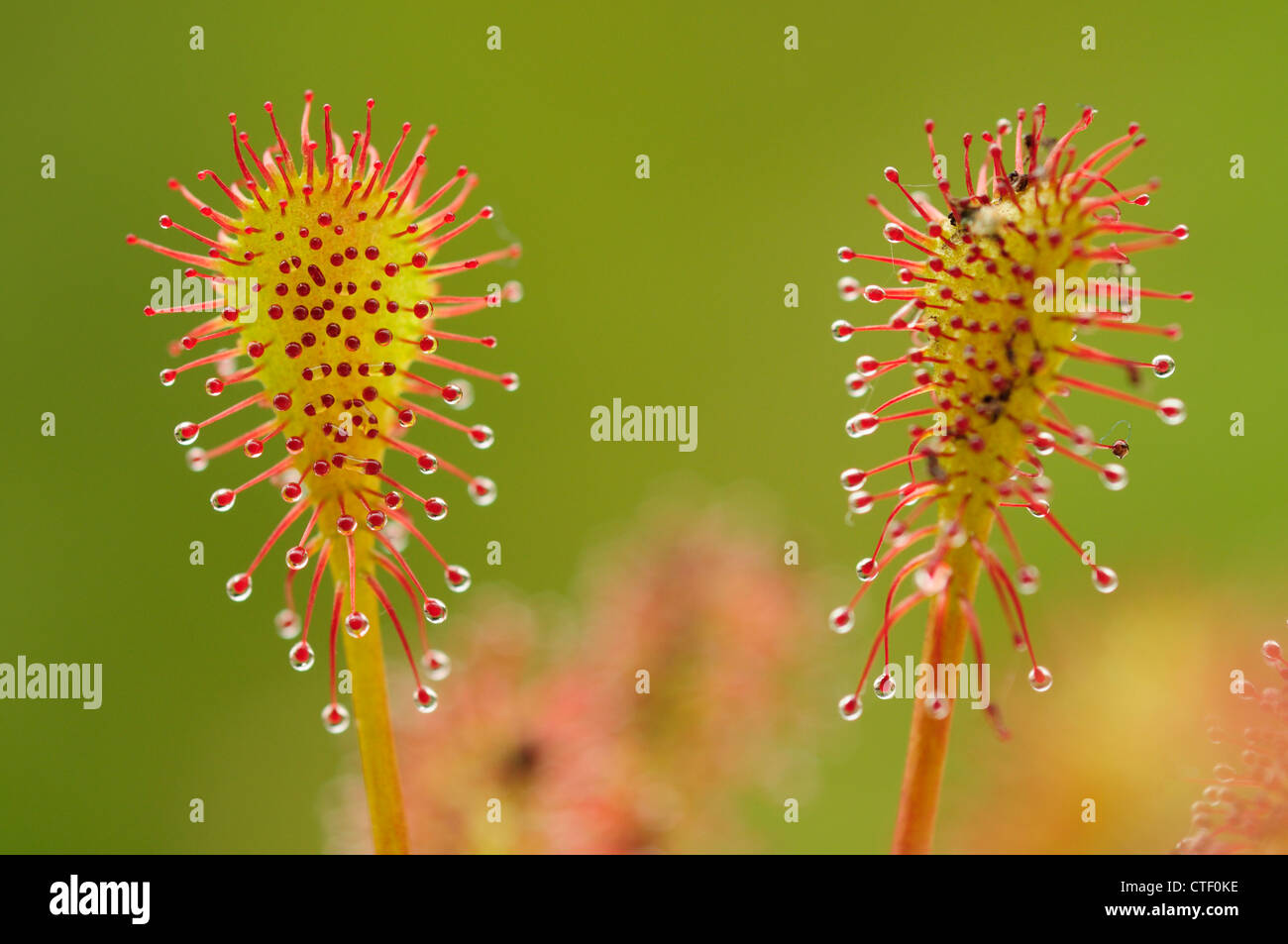 Leaved sundew or spoonleaf sundew hi-res stock photography and images ...