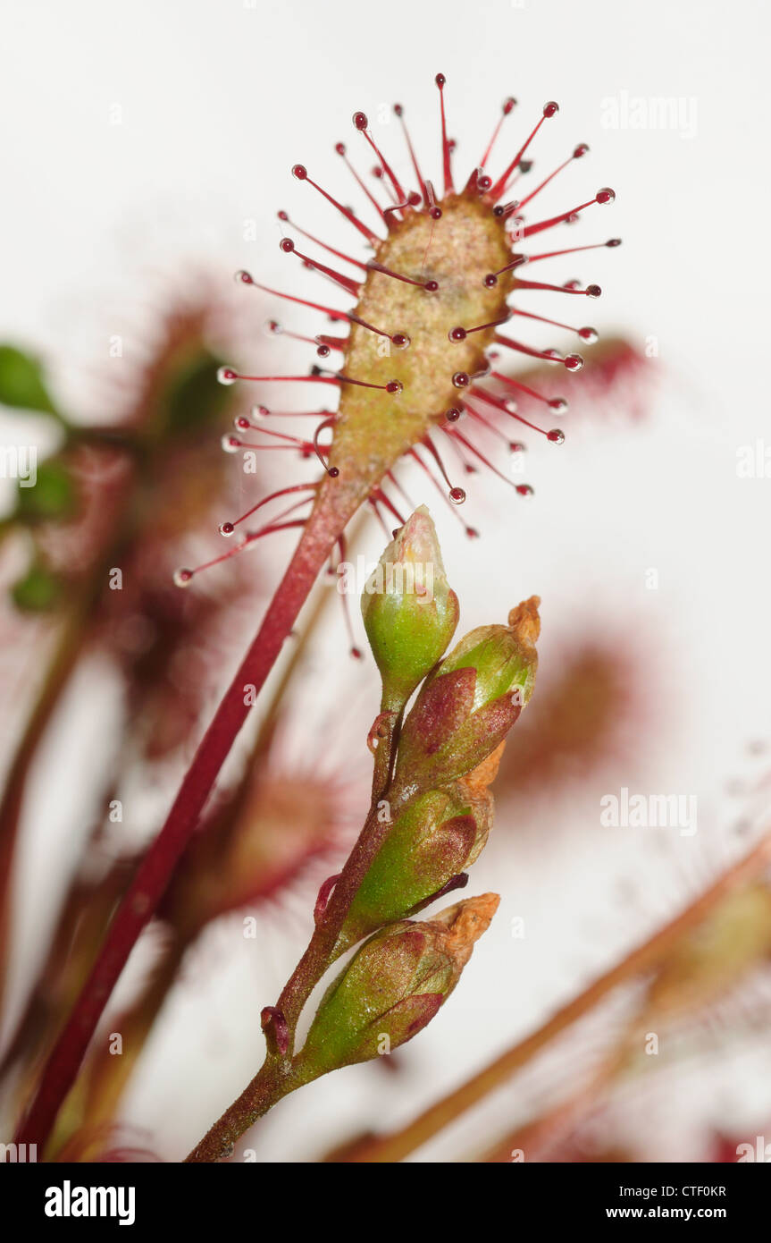 Oblong-leaved Sundew or Spoonleaf Sundew (Drosera intermedia Stock ...