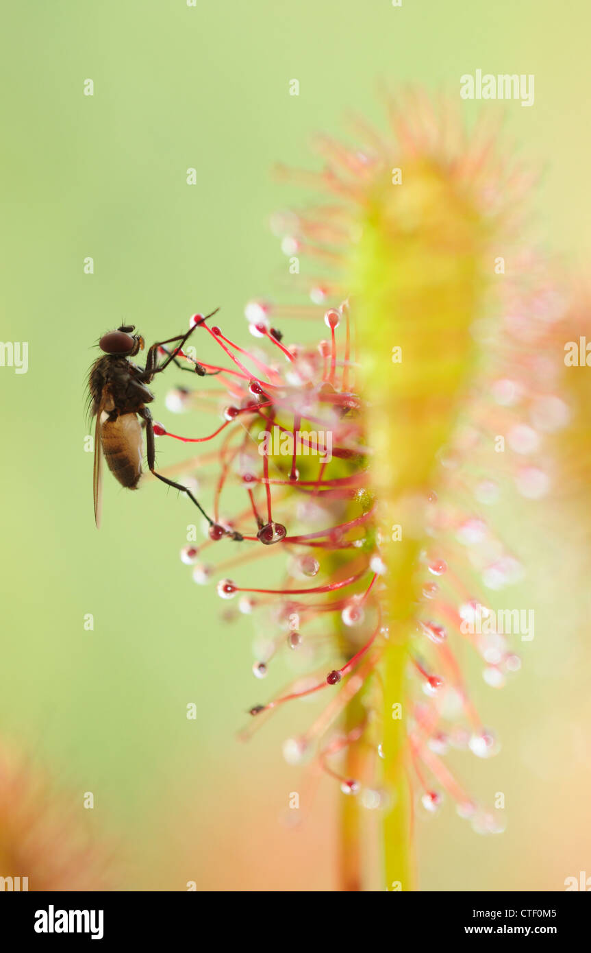 Fly trapped by an Oblong-leaved Sundew or Spoonleaf Sundew (Drosera ...