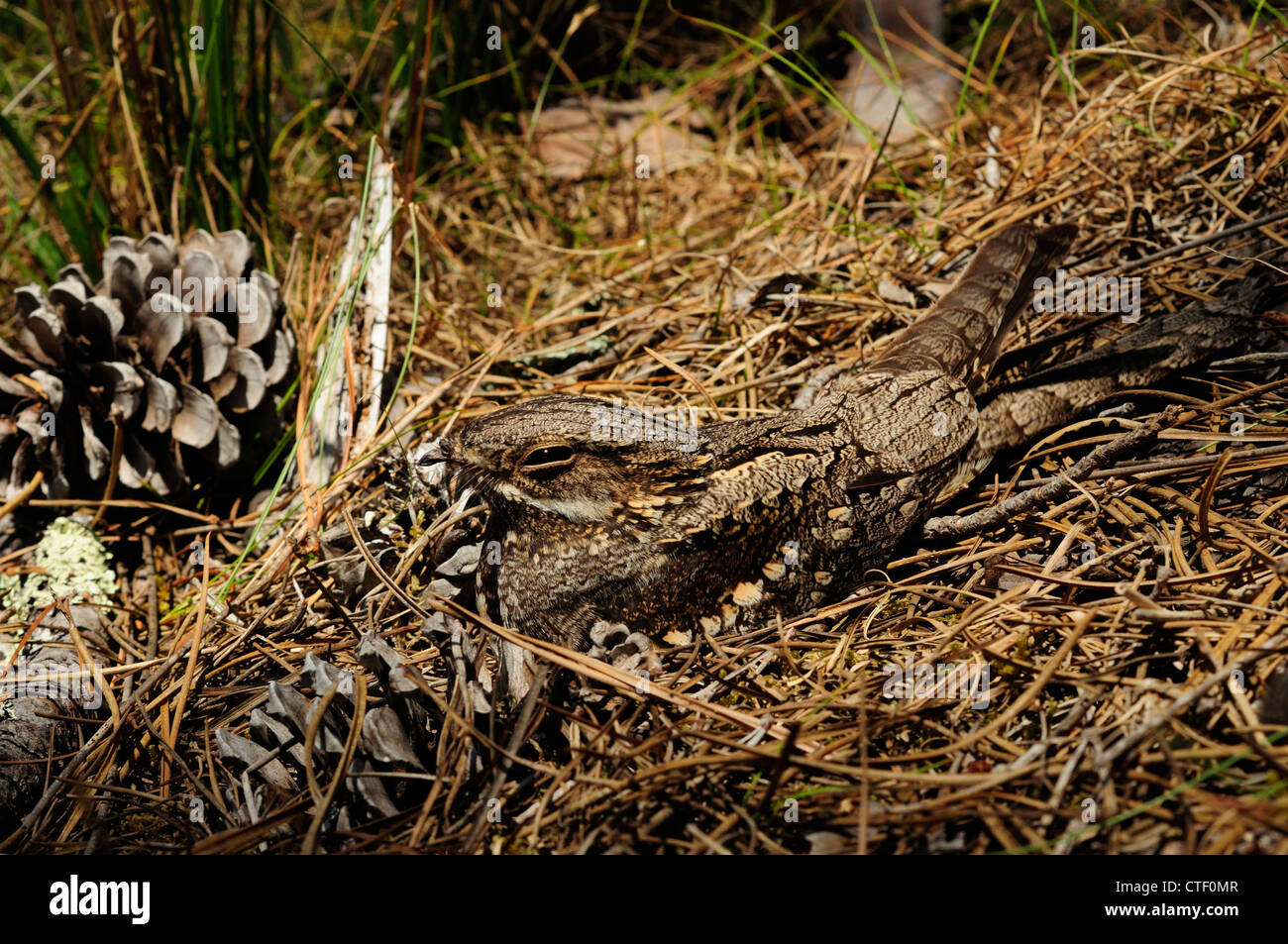 Female Nightjar (Caprimulgus europaeus) at nest Stock Photo - Alamy