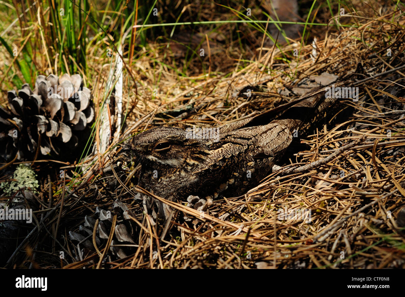 Female Nightjar (Caprimulgus europaeus) at nest Stock Photo - Alamy