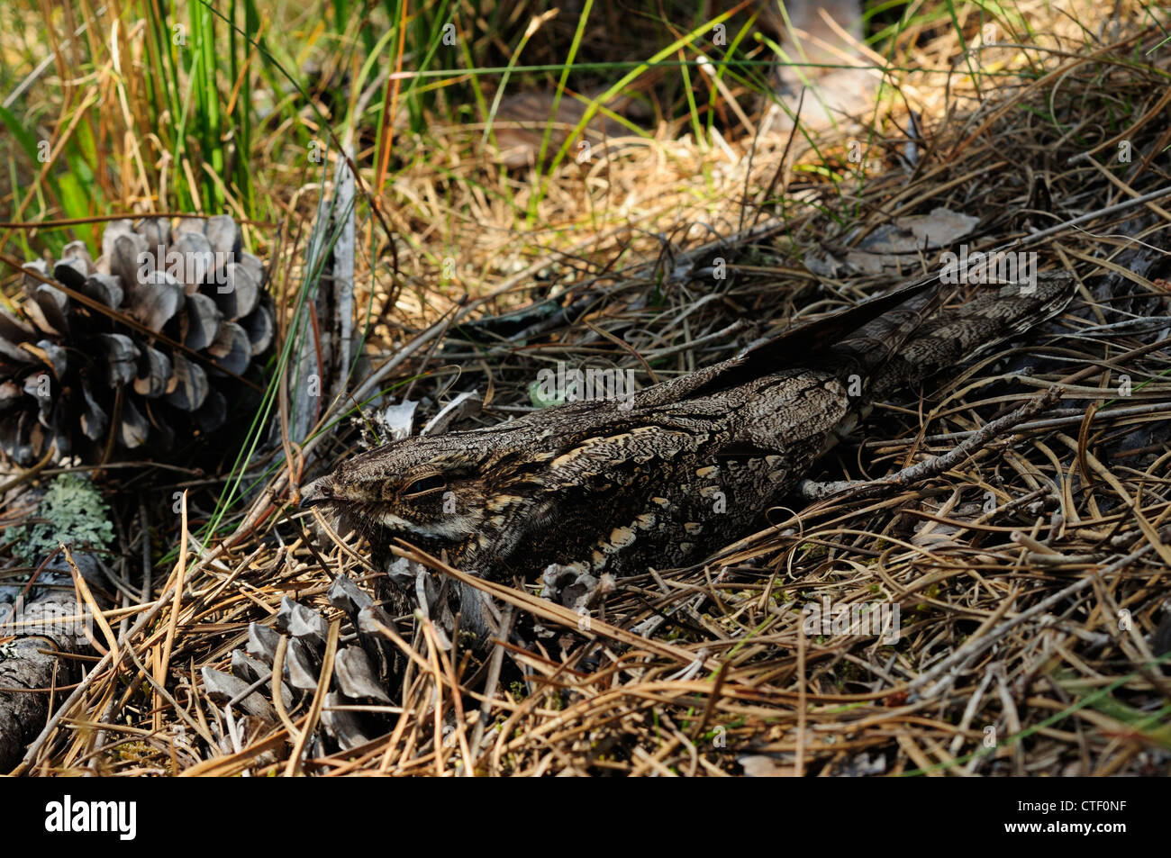 Female Nightjar (Caprimulgus europaeus) at nest Stock Photo - Alamy