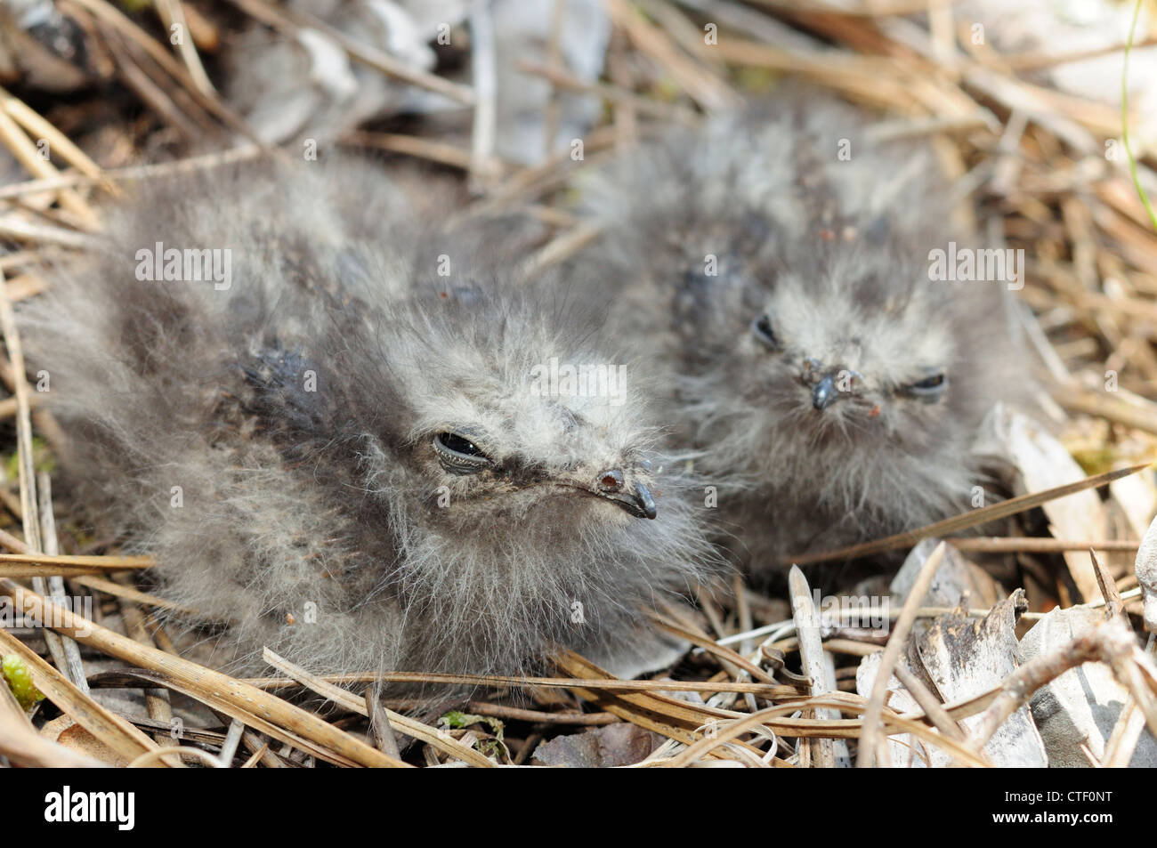 Nightjar chicks (Caprimulgus europaeus Stock Photo - Alamy