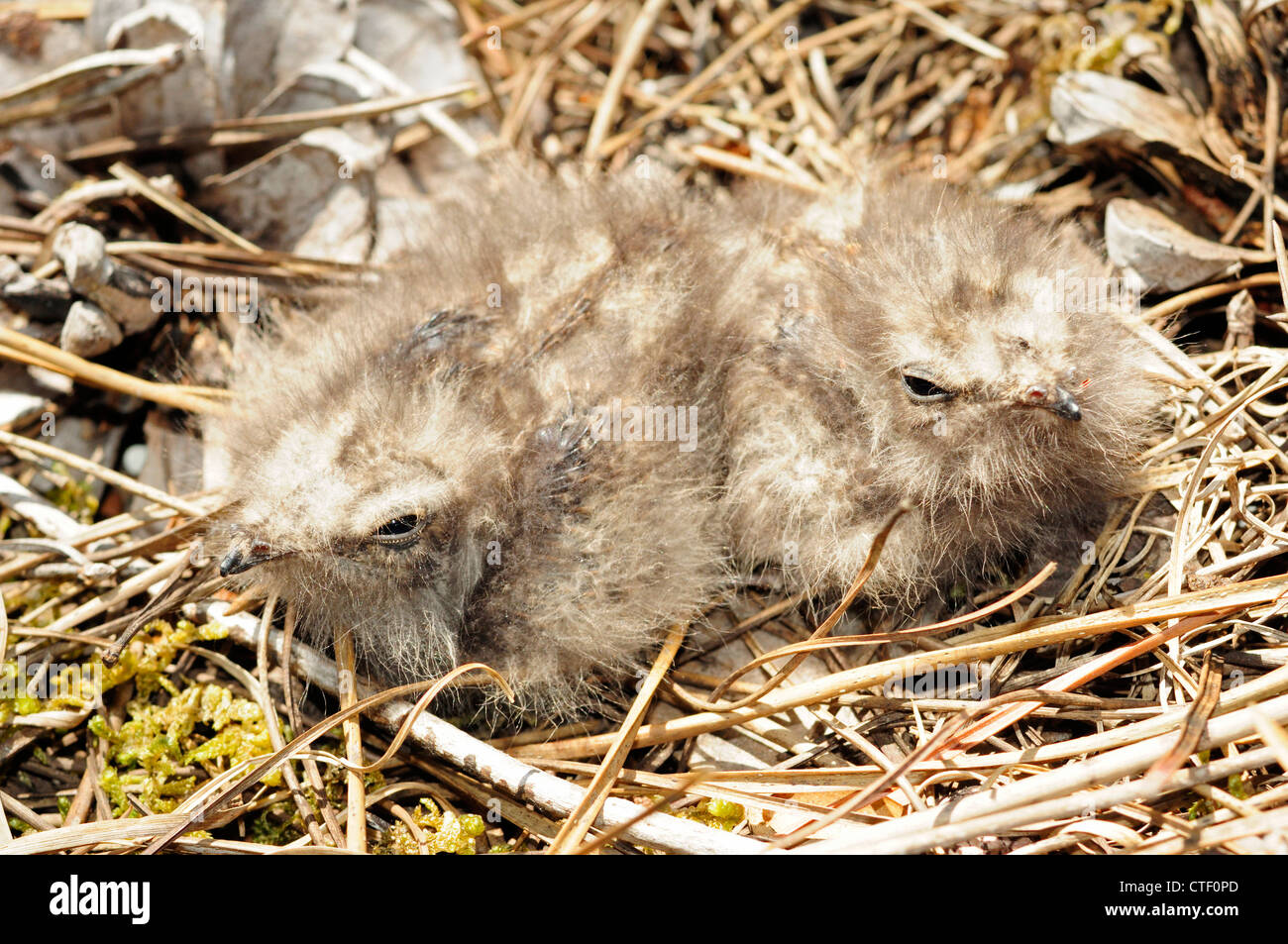 Nightjar bird hi-res stock photography and images - Alamy