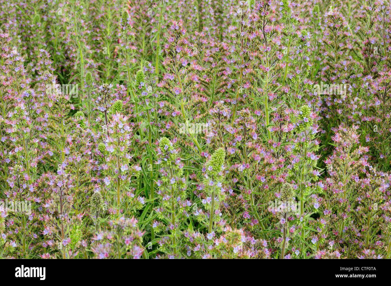 Violet-vein viper's bugloss (Echium lusitanicum Stock Photo - Alamy