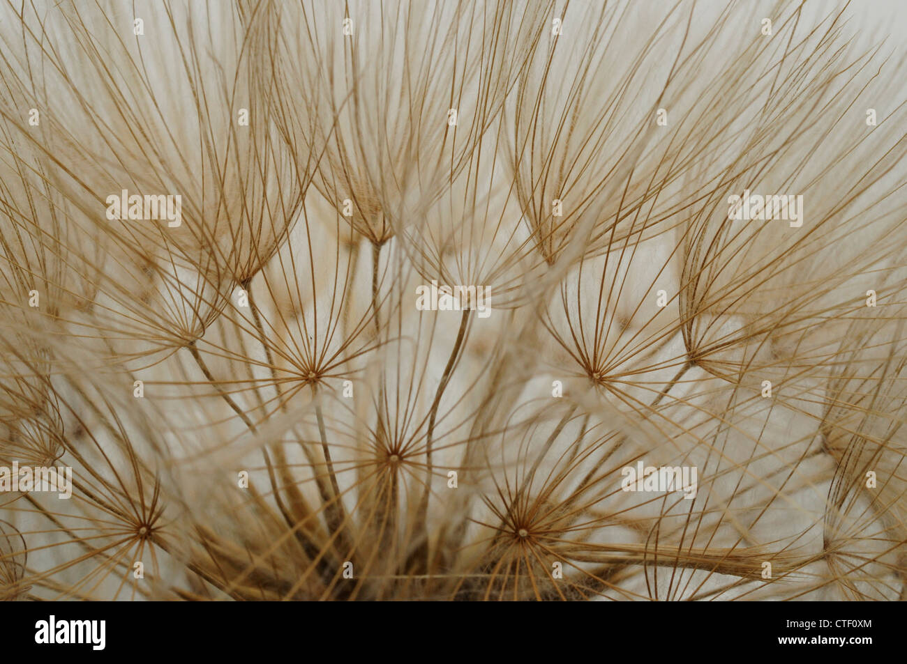 Flying dandelion seed taraxacum hi-res stock photography and images - Alamy