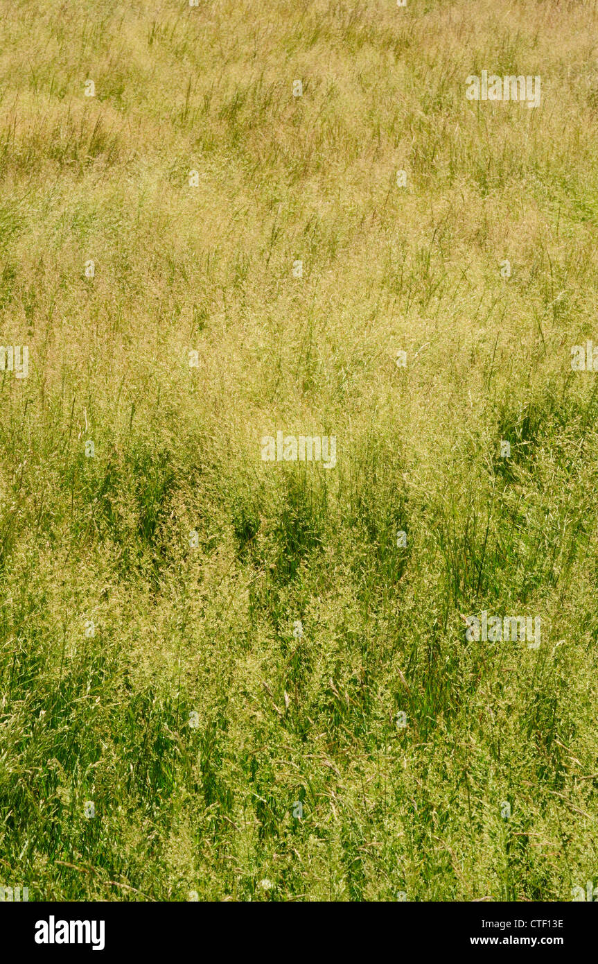Meadow grassland hi-res stock photography and images - Alamy