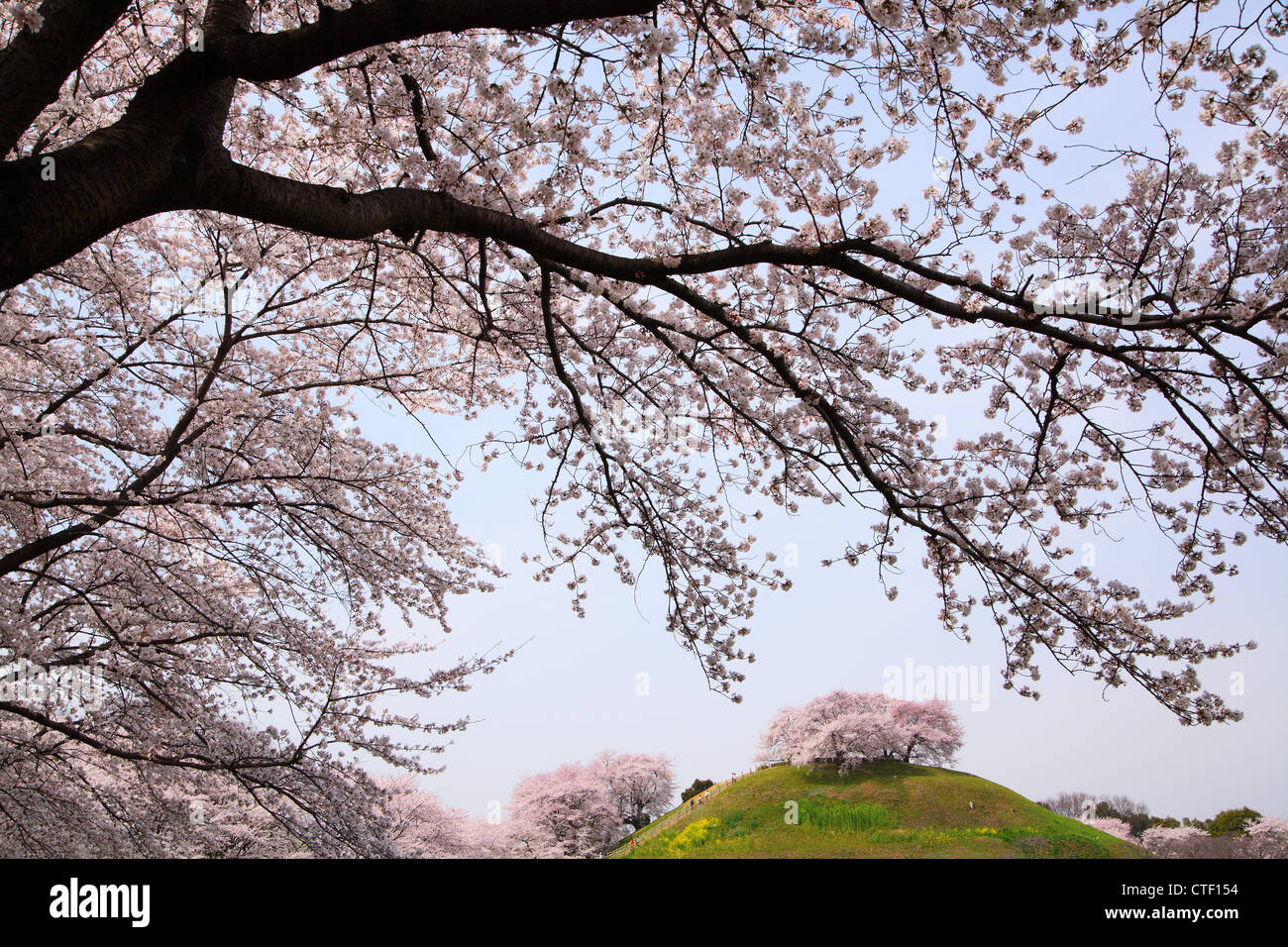 Cherry tree on the hill, Sakitama Kofun, Saitama, Japan Stock Photo - Alamy