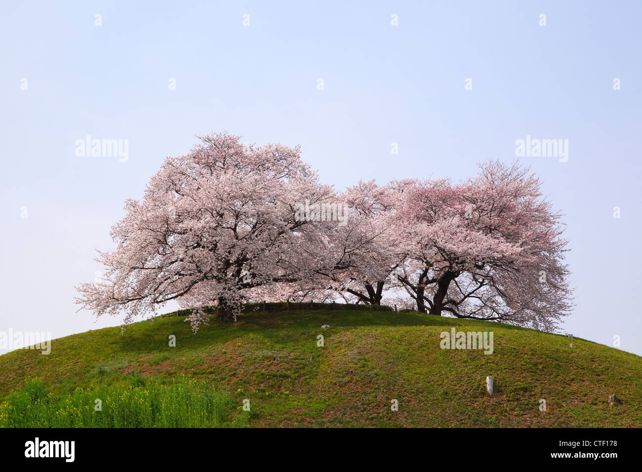 Cherry tree on the hill, Sakitama Kofun, Saitama, Japan Stock Photo - Alamy