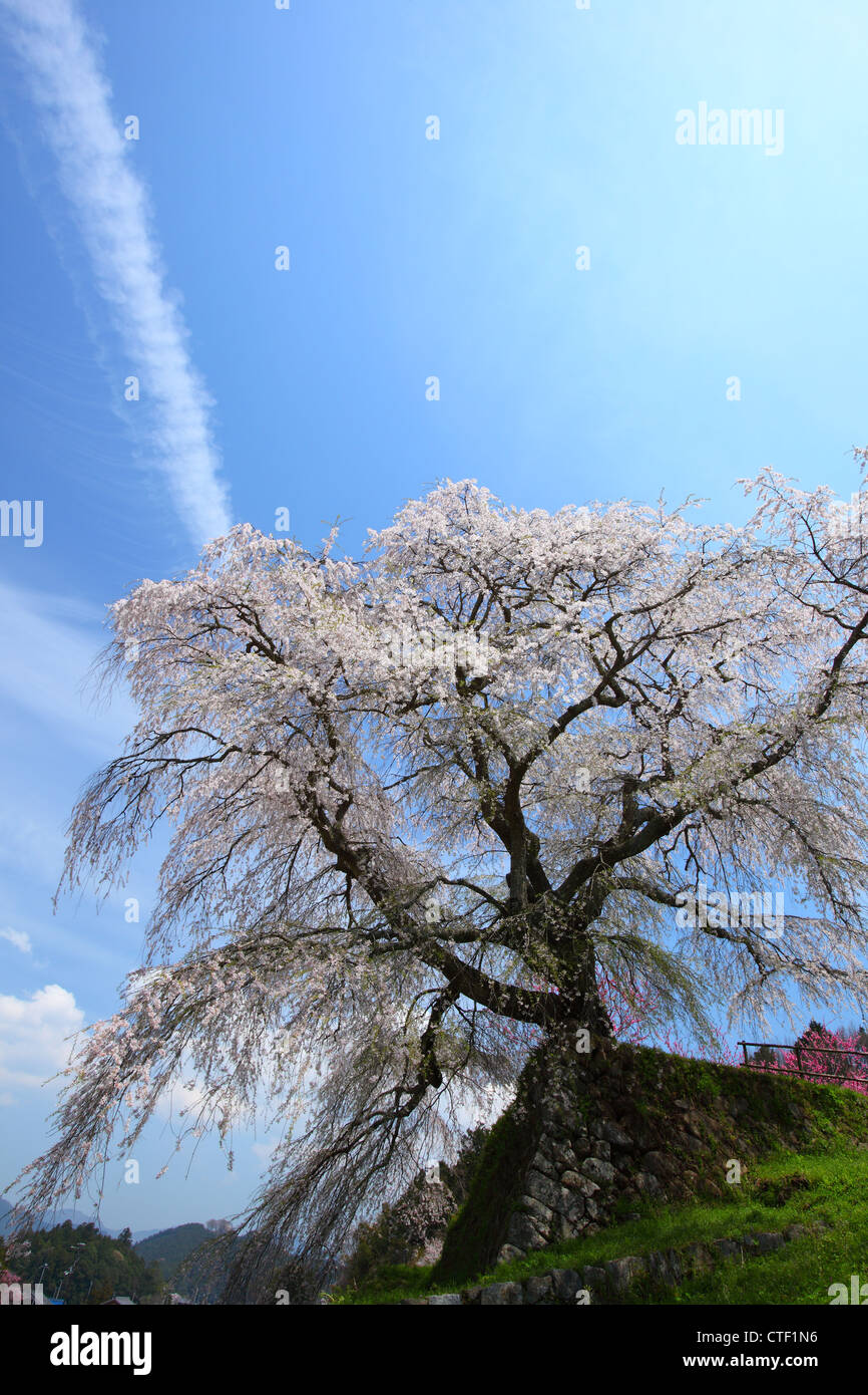Tree nara hi-res stock photography and images - Alamy