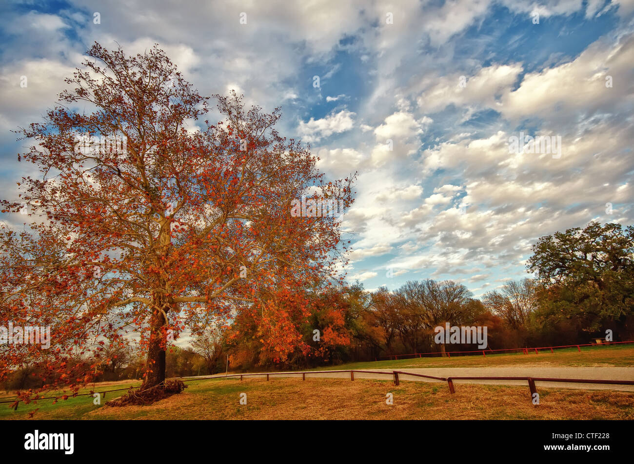 Tree cloudy sky cloud sky hi-res stock photography and images - Alamy