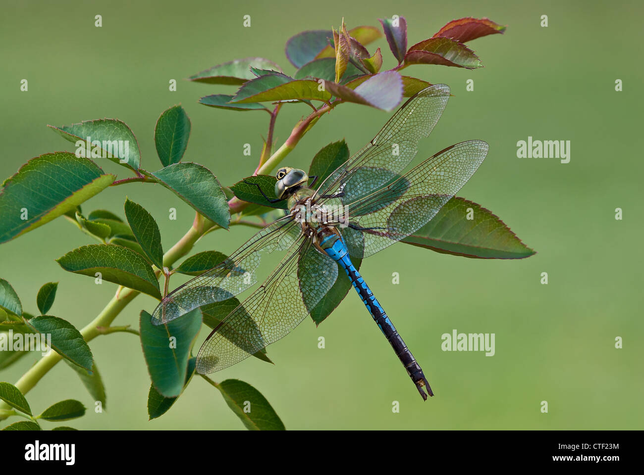 Dragonfly resting on rose leaves Stock Photo - Alamy