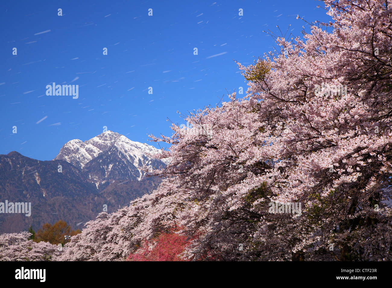Flurry of falling cherry blossoms and southern alps of Japan Stock ...