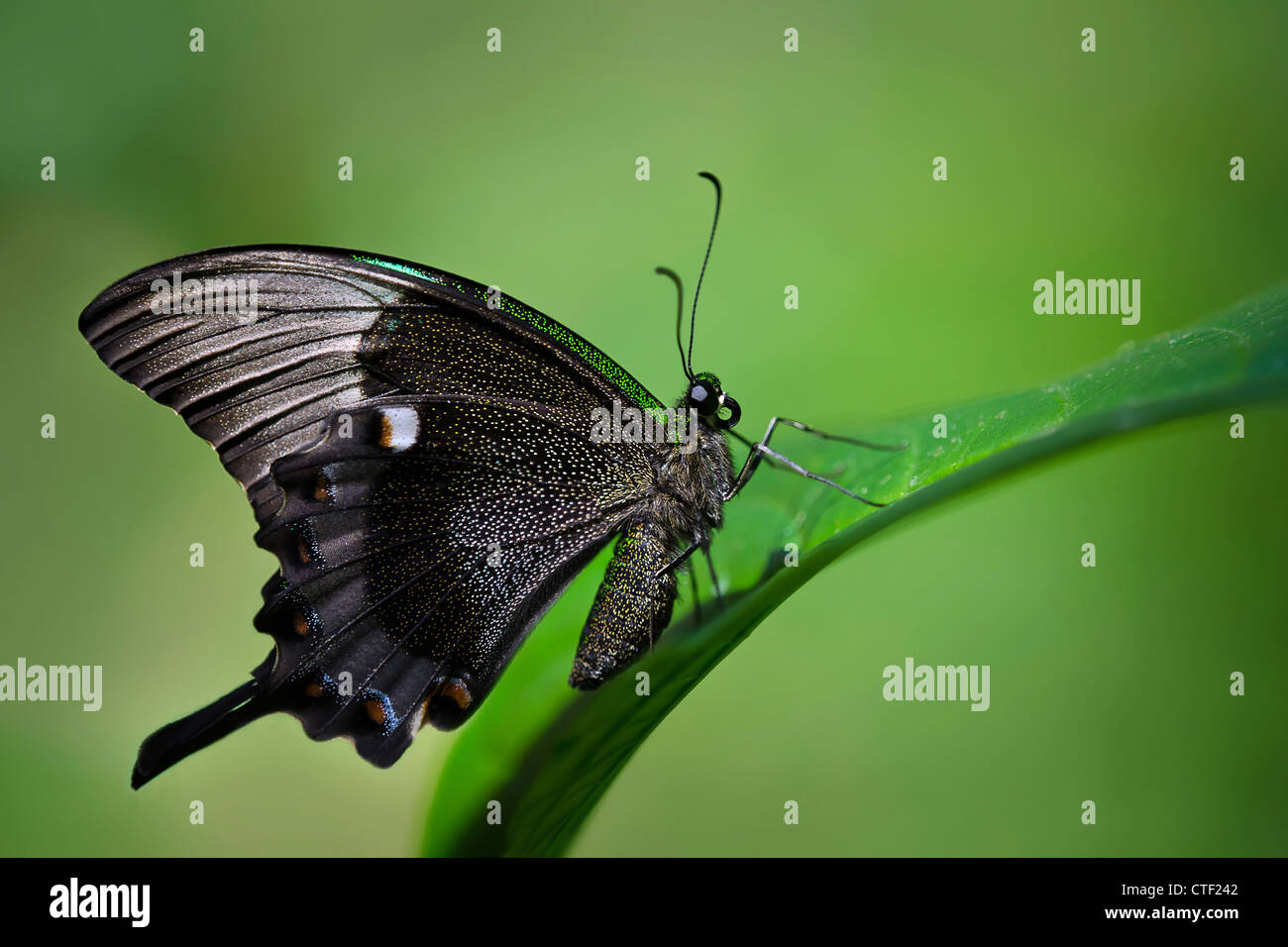 Emerald Swallowtail (Papilio palinurus) butterfly perched on leaf Stock ...